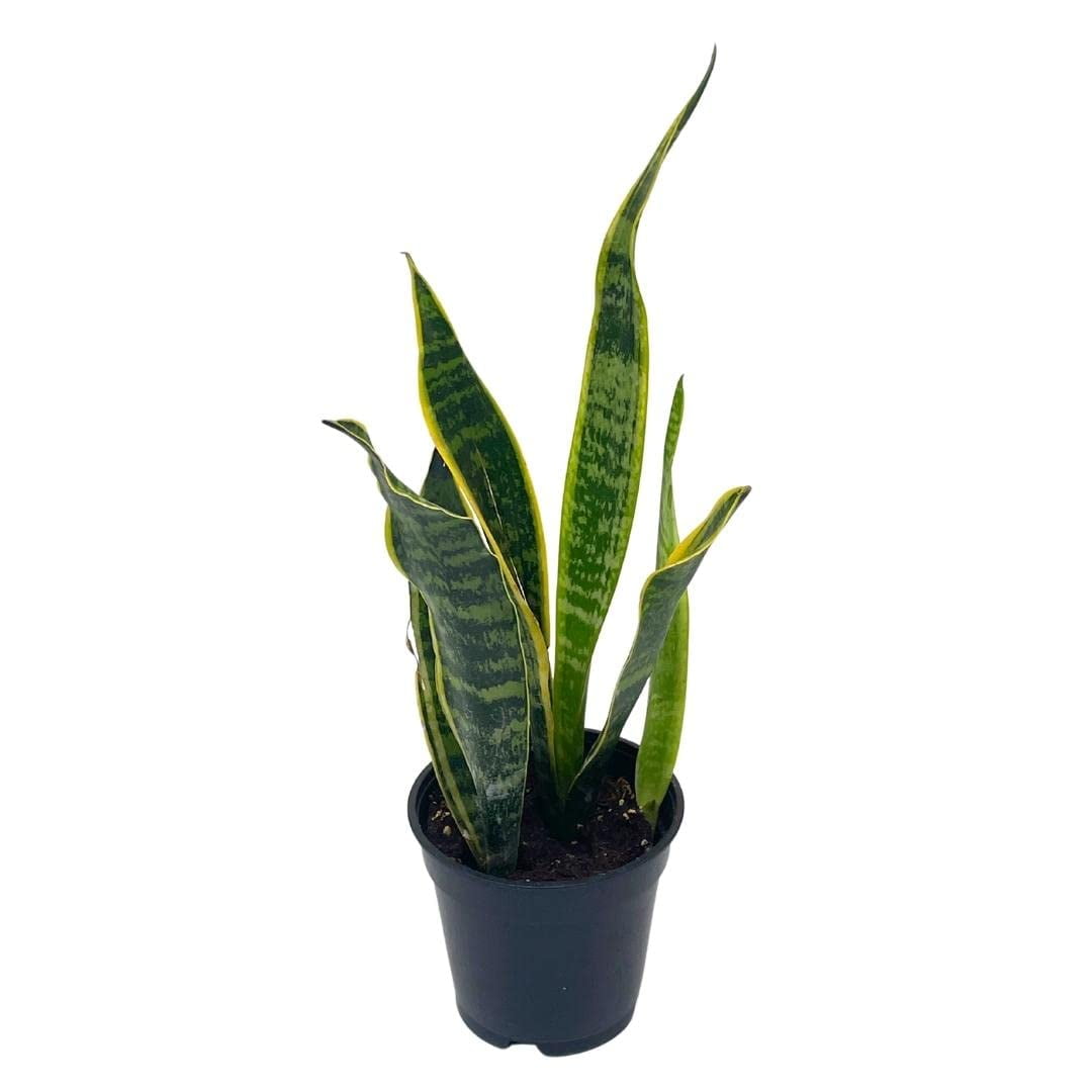 BubbleBlooms Variegated Snake Plant, Cow's Tongue, Mother-in-law's ...