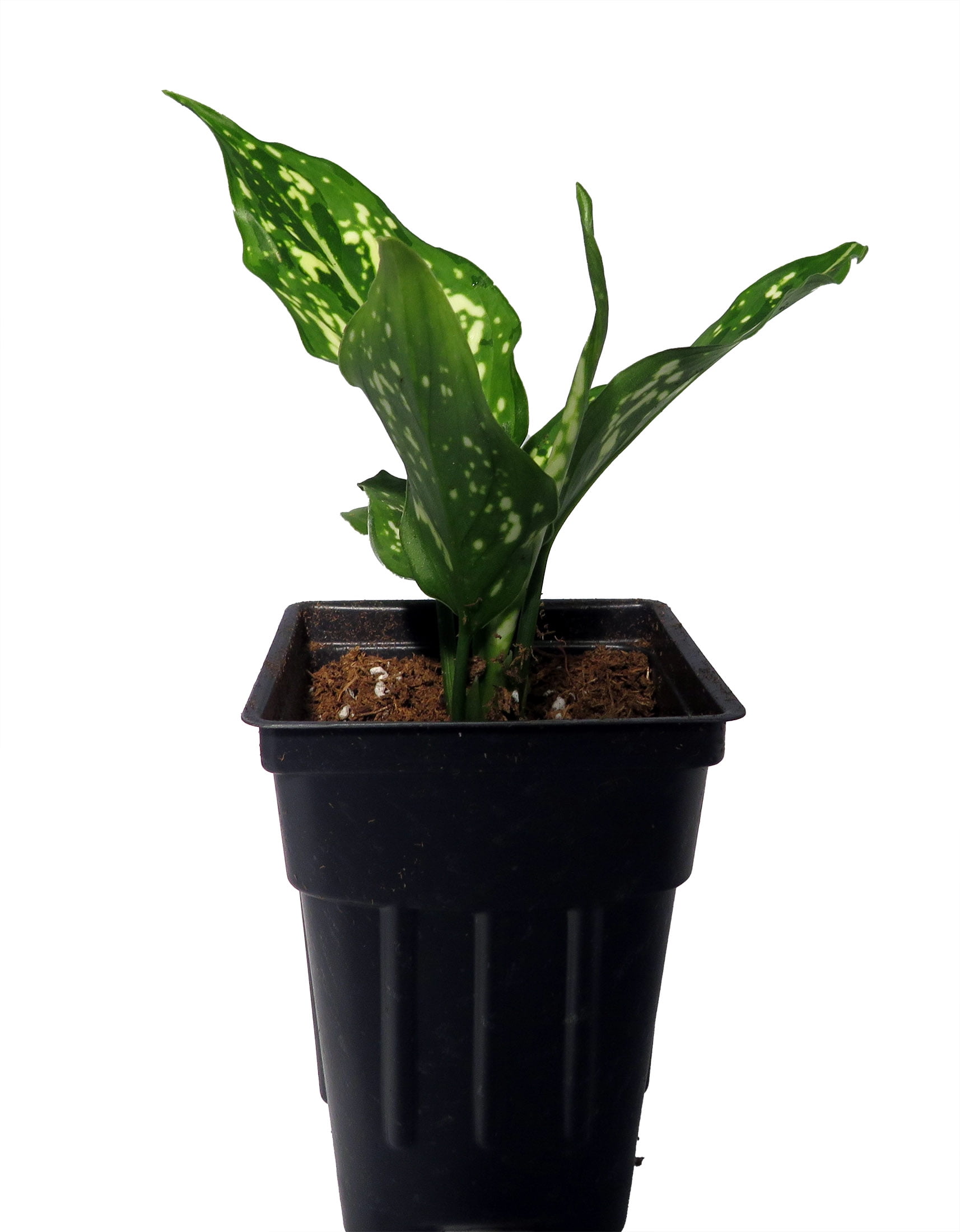 Variegated Snowflake Chinese Evergreen Plant - Aglaonema - Low Light ...