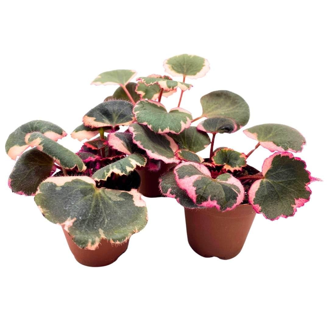 Variegated Strawberry Begonia 2 inch Set of 3 Saxifraga stolonifera ...