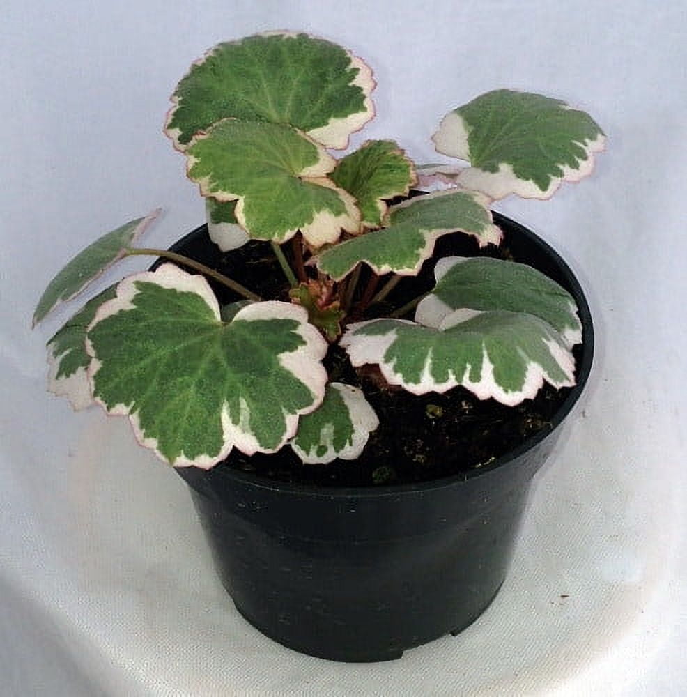Variegated Strawberry Begonia Plant - 4" Pot - Saxifraga - Rare Plant ...