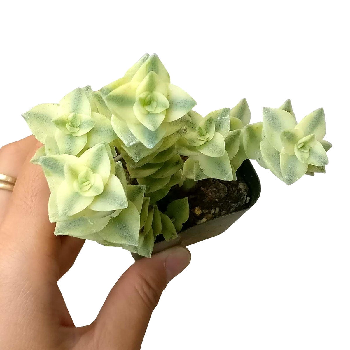 Variegated String of Buttons Succulent (2"+ Plastic Pot) - Tiny, Lovely ...