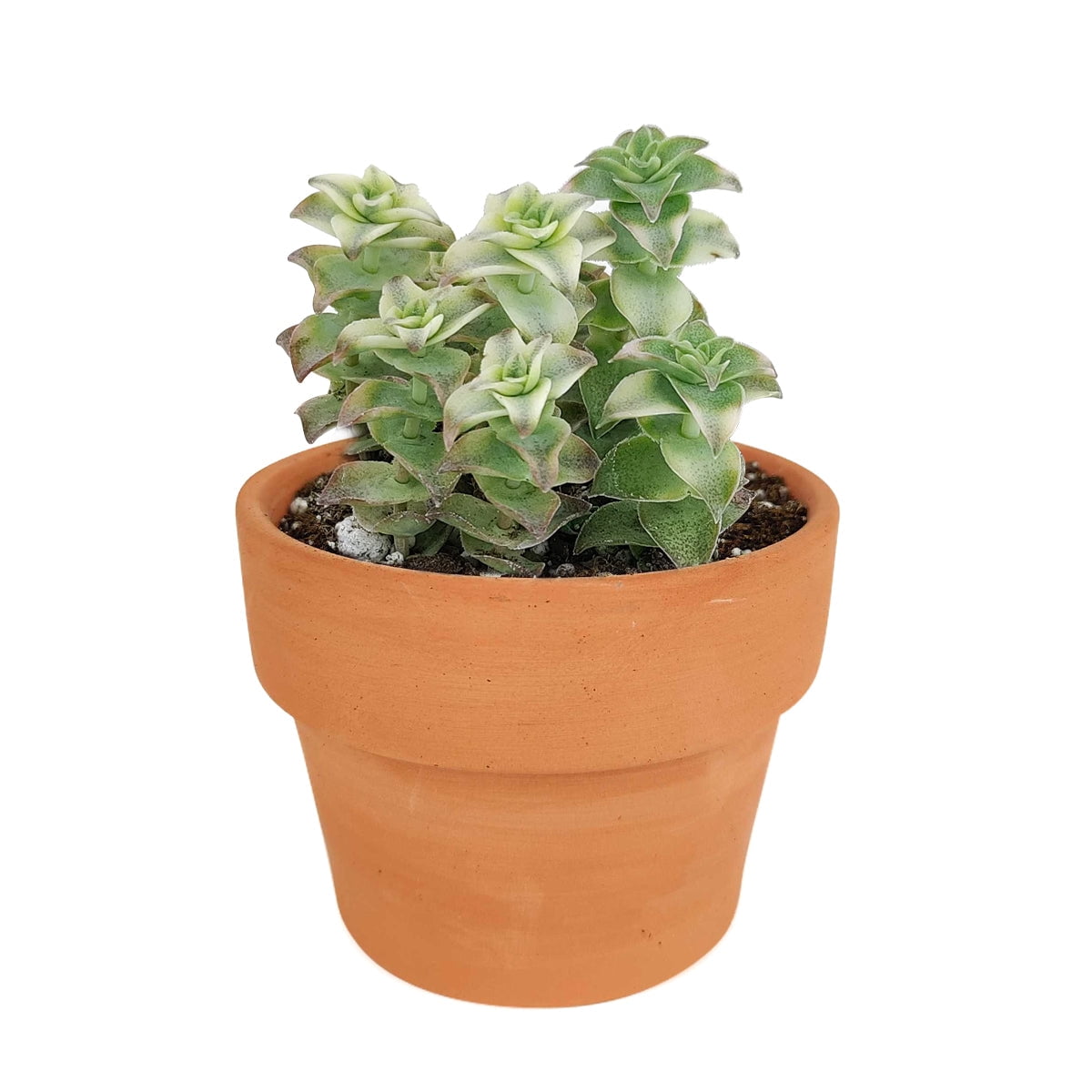 Variegated String of Buttons Succulent (4"+ Clay Pot) - Tiny, Lovely ...