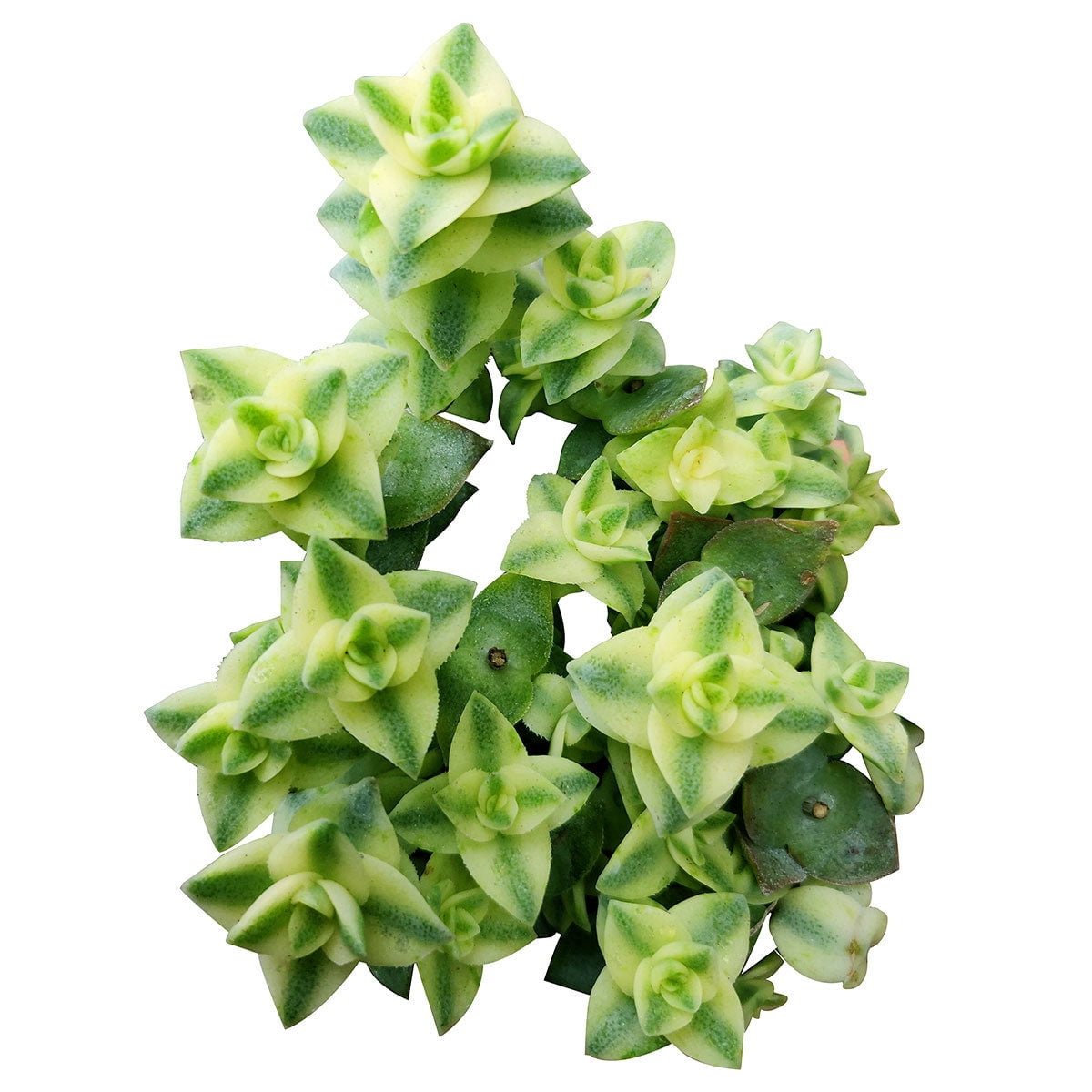 Live Variegated String of Buttons Succulent (4"+ Pot) - Easy Care ...