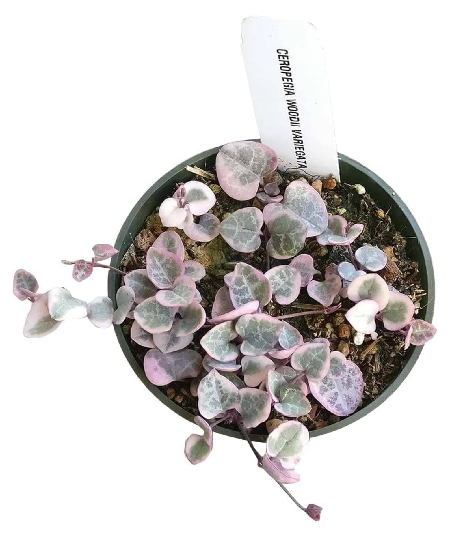 Variegated String of (4'' + Clay Pot) - Healthy Succulent, Houseplant ...