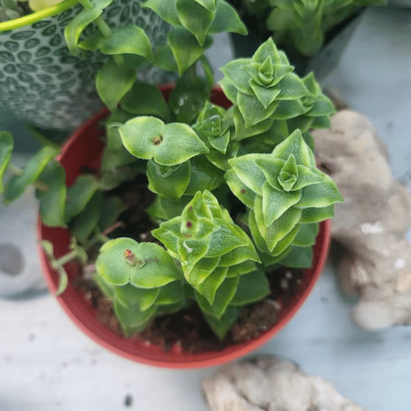 Variegated String of Buttons, Trailing Succulents, Potted Live Plant in ...