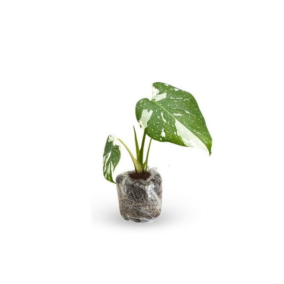 Monstera Thai Constellation