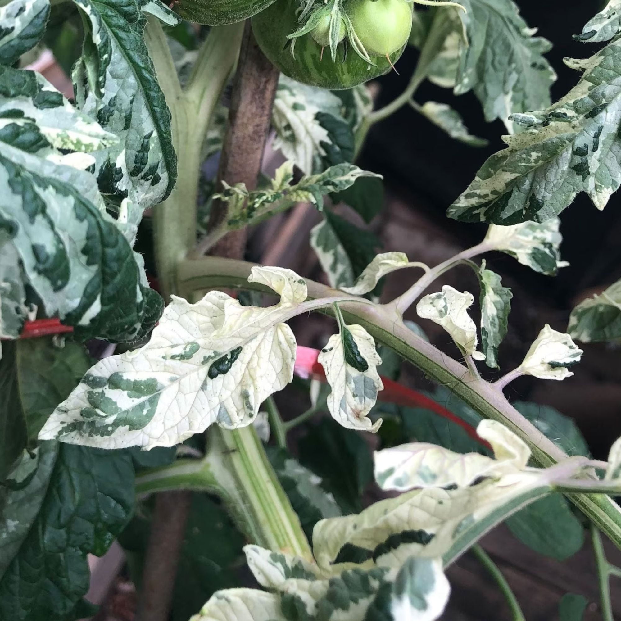 Variegated Tomato 4 Oz ~50,200 Seeds – Solanum lycopersicum – Non-GMO ...