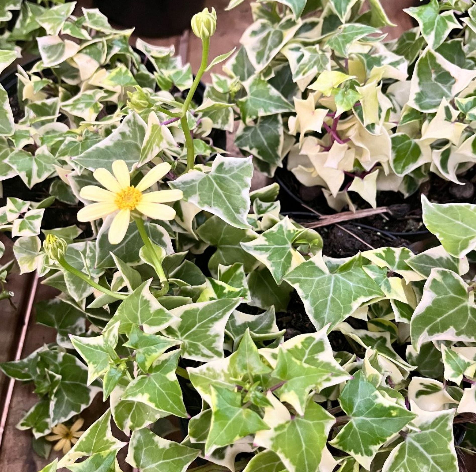 Variegated Wax Ivy Plant Live for Planting, Live Senecio Macroglossus ...