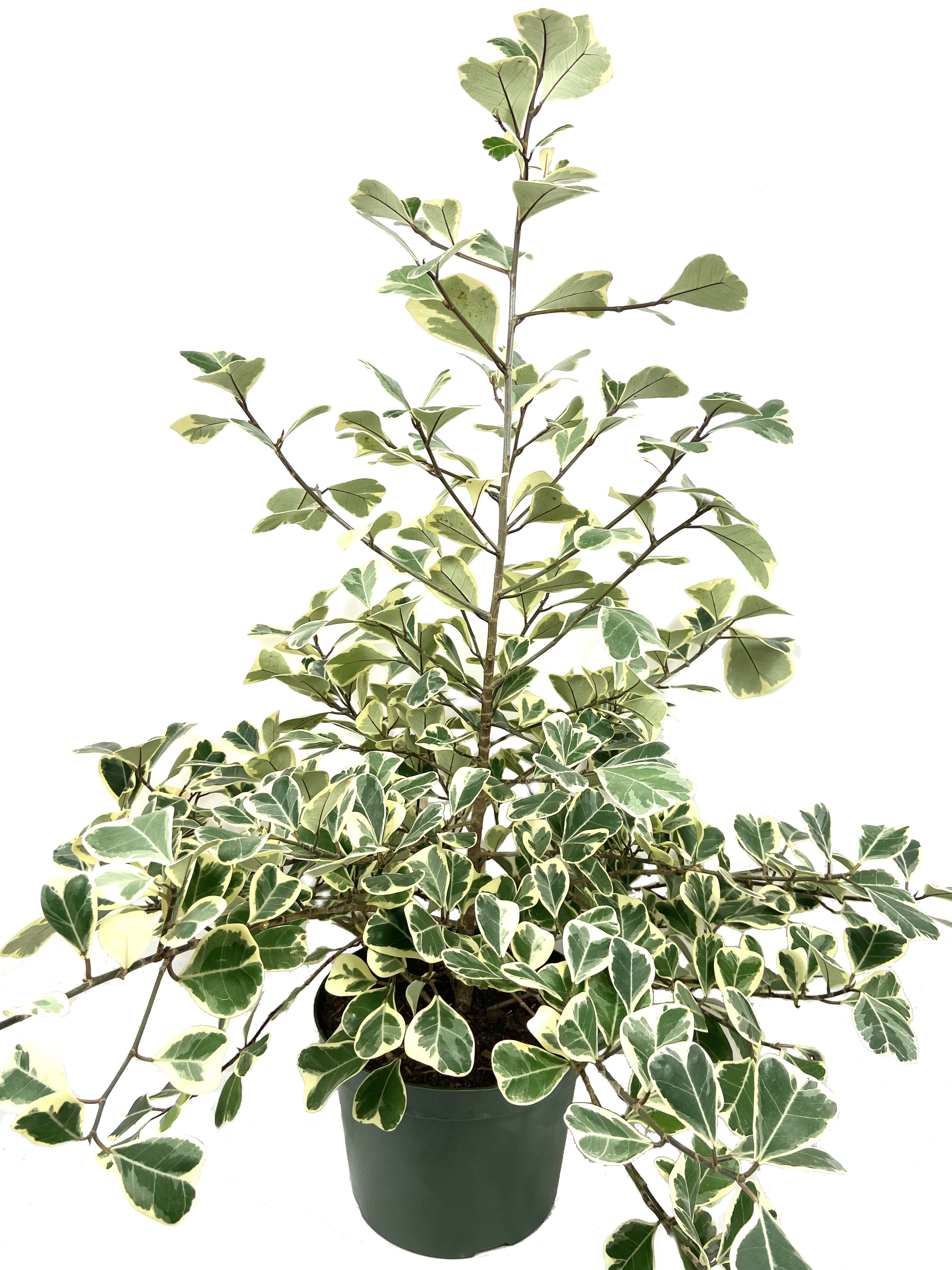 Ficus Variegata
