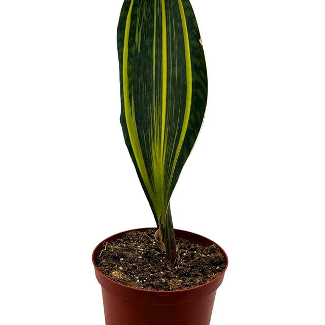 Variegated Whale Fin Snake Plant, 6 inch, Sansevieria Masoniana Yellow ...