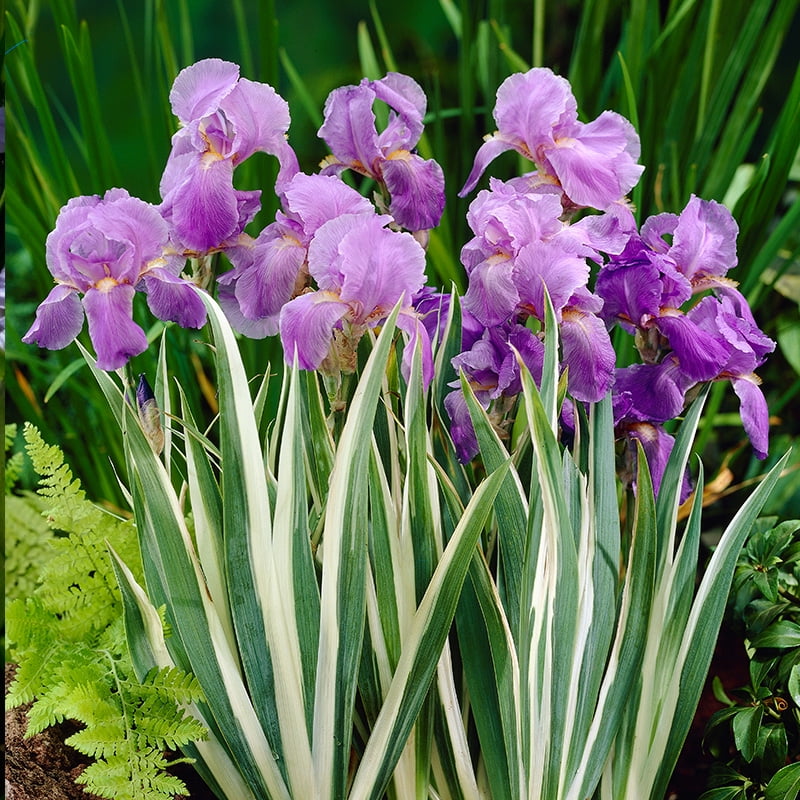 Variegated White Sweet Iris Flower Bulb - Pleasantly Scented - Attracts ...
