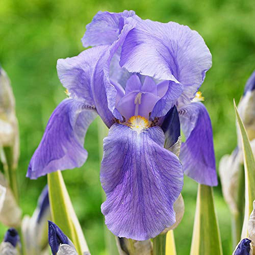 Variegated Yellow Sweet Iris Flower Bulb - Pleasantly Scented ...