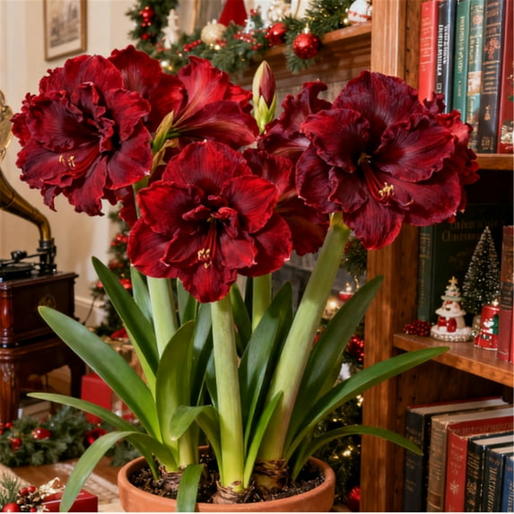 Variegated amaryllis Bulbs-Home-Loving-Hard-Resistant-Ornamental Plants ...