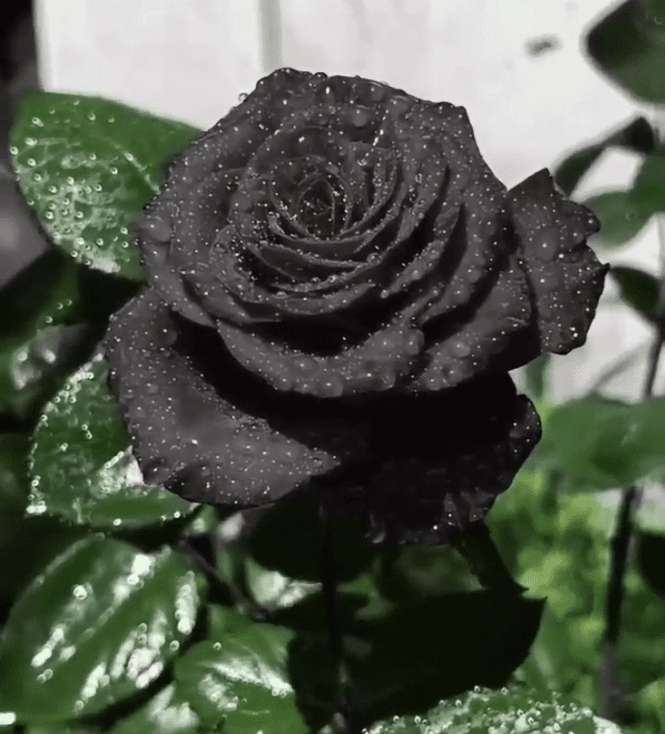 Variegated rose, Hardy Perennial Fragrant Garden Decor for Plant ...