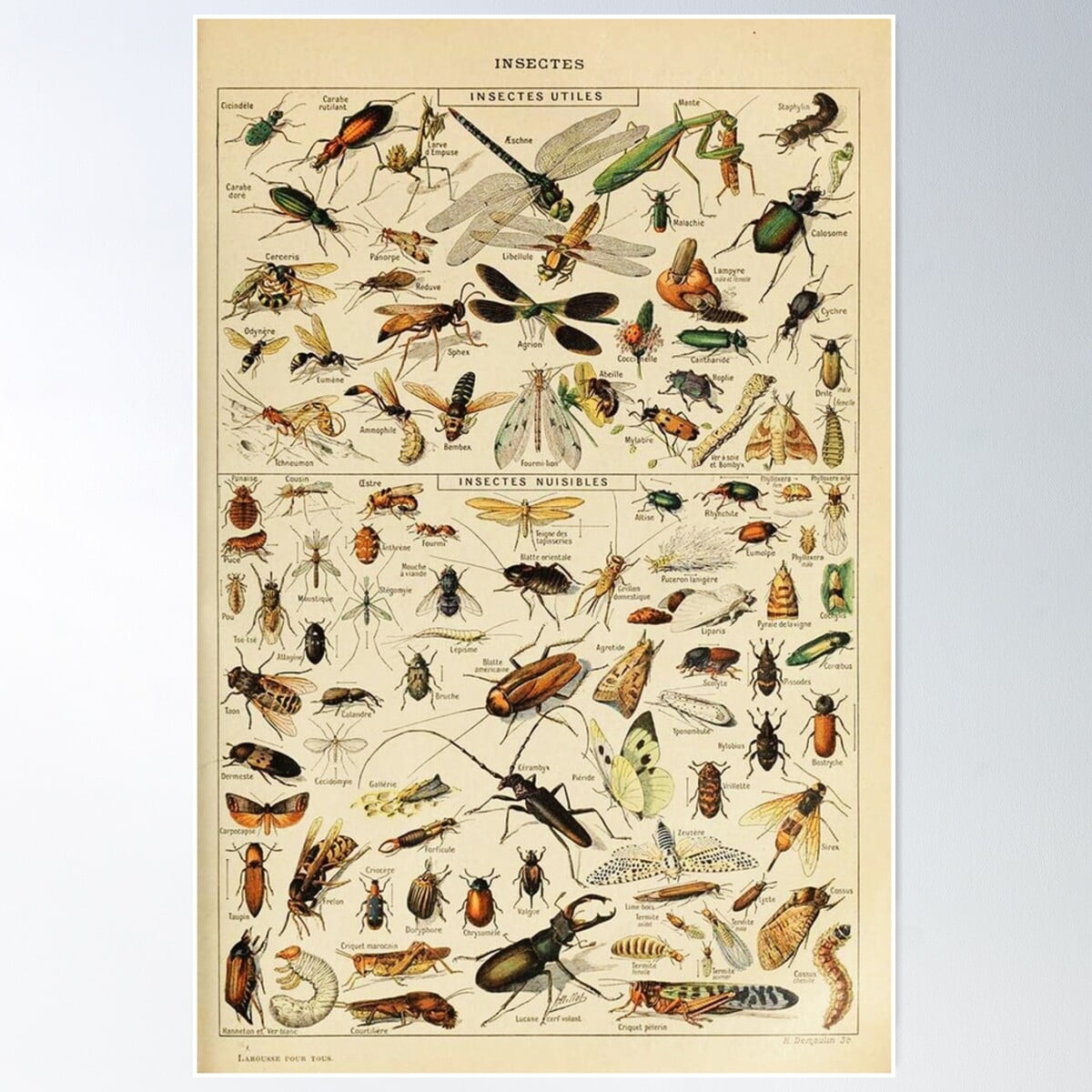 Varieties Insect Chart Poster Art - Adolphe Millot Poster Wall Art ...