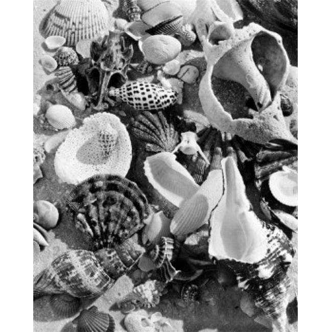 Variety of Sea Shells Poster Print - 18 x 24 in. - Walmart.com