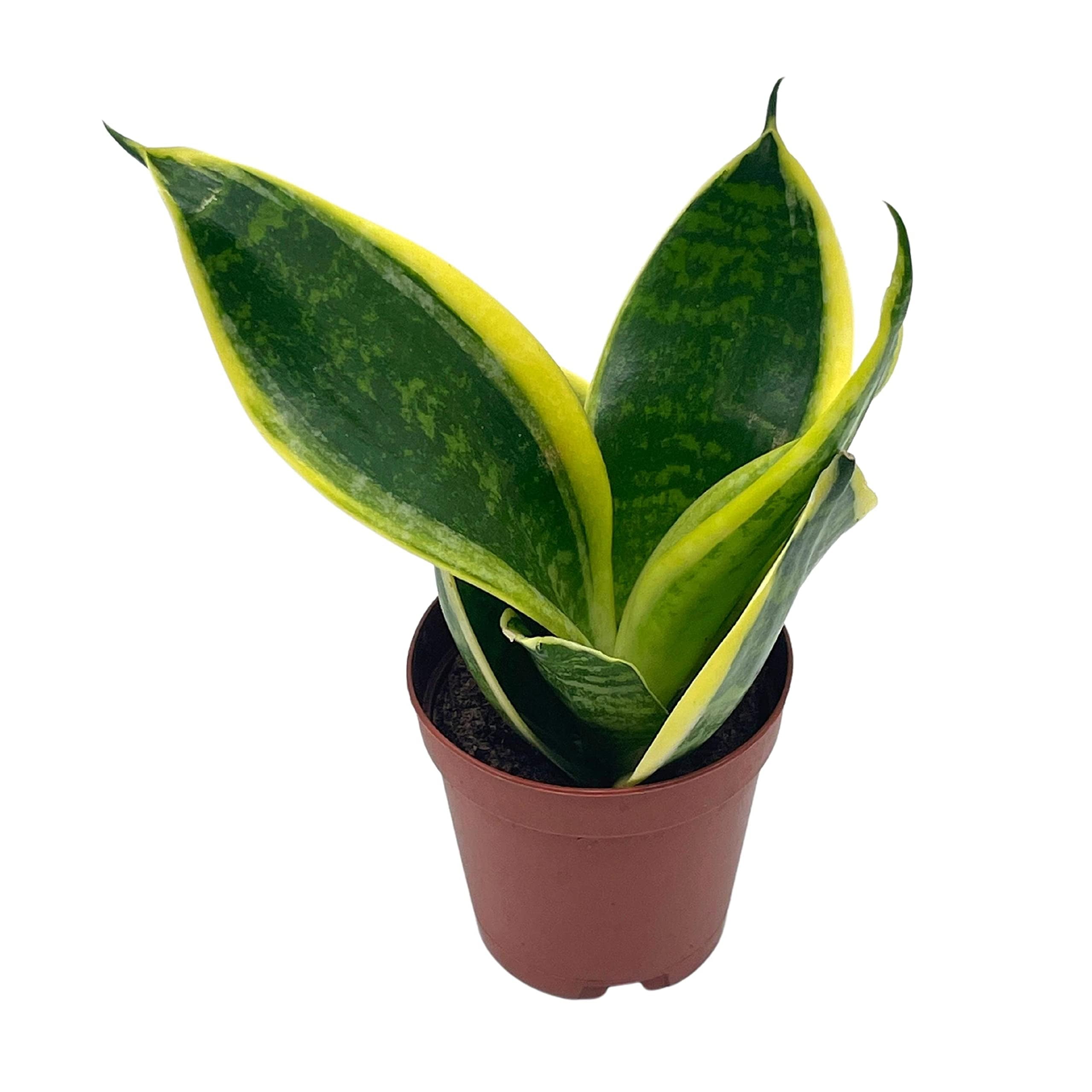 LIVE Real Indoor Varigated Snake Plant, Potted 2 inch, Sansevieria ...