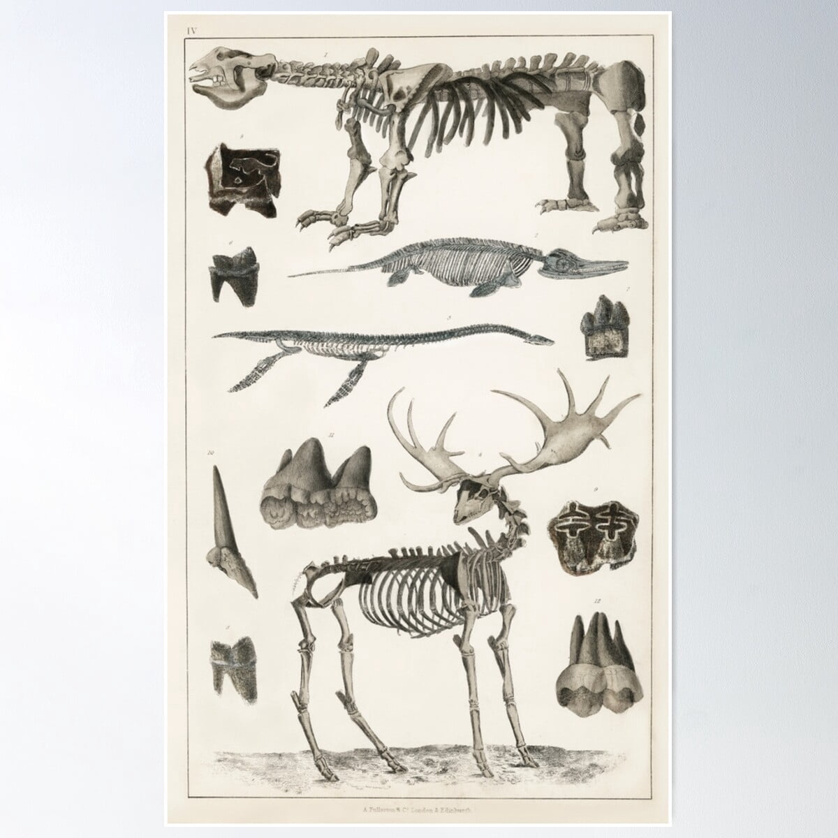 Various Animals Bone Structure Vintage Anatomy Educational Chart Poster ...