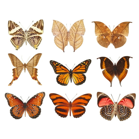 Various Colourful Types Nine Butterflies Butterfly Collection Extra ...