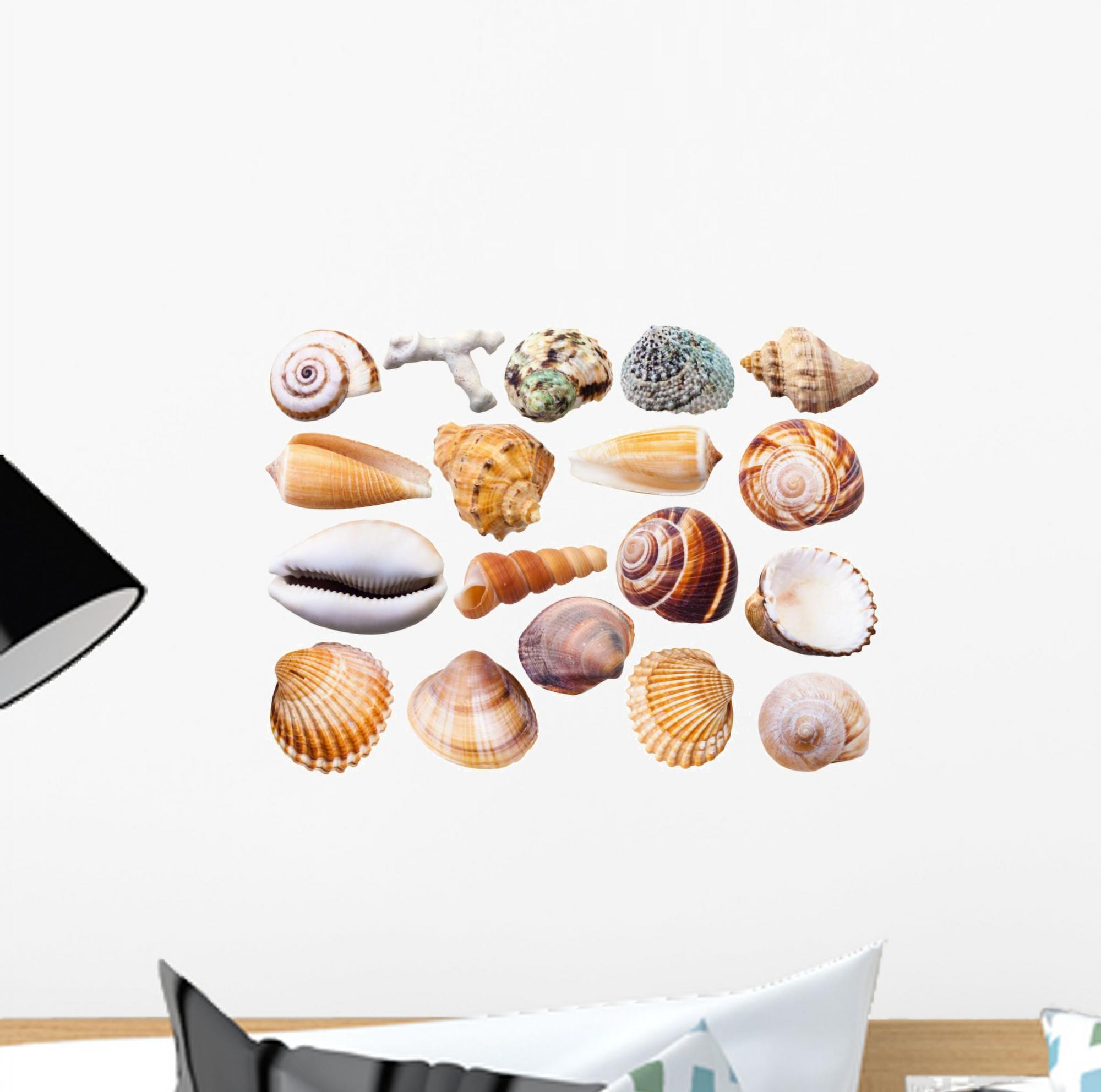 Various Mollusc Sea Shells Wall Decal Sticker Set Wallmonkeys Peel and ...