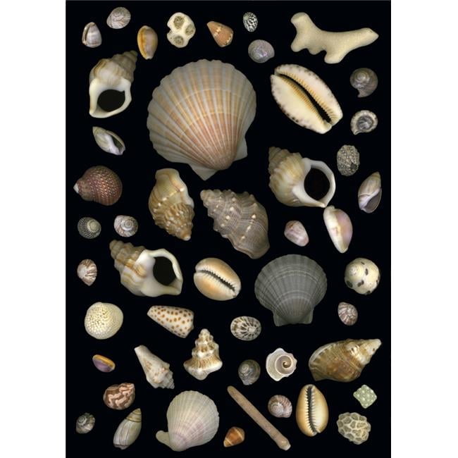 Various Sea Shells Poster Print by Deddeda - 12 x 17 - Walmart.com