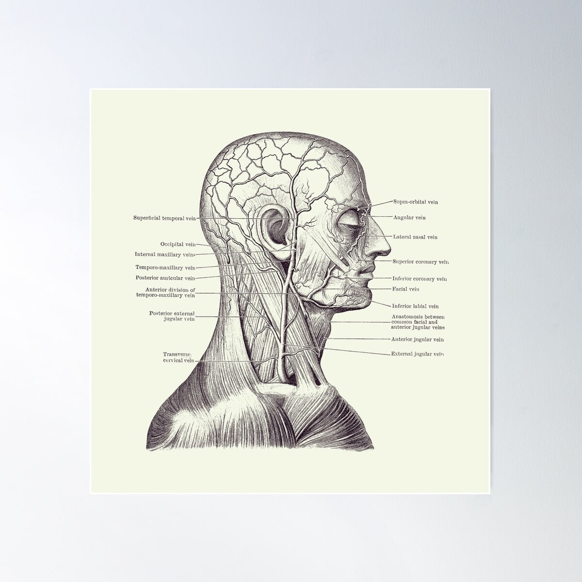 Vascular And Muscular System - Vintage Anatomy Print 2 Poster Wall Art ...