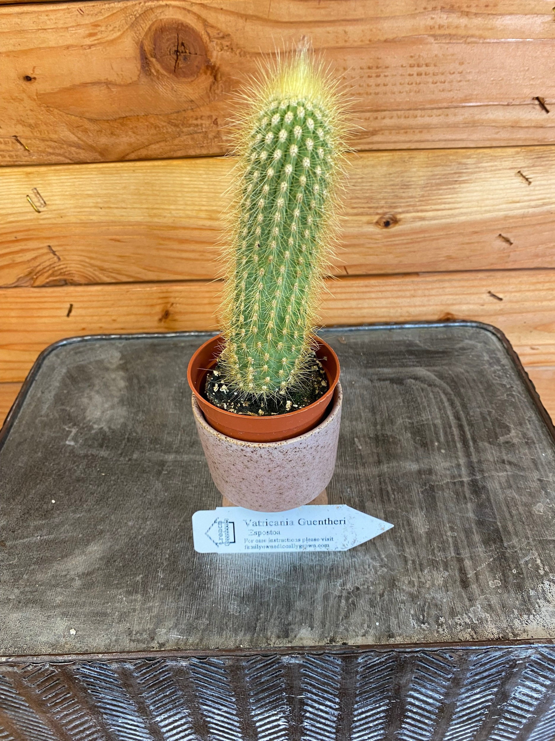 Vatricania Guentheri Cactus, 2" Plant, The Plant Farm - Walmart.com