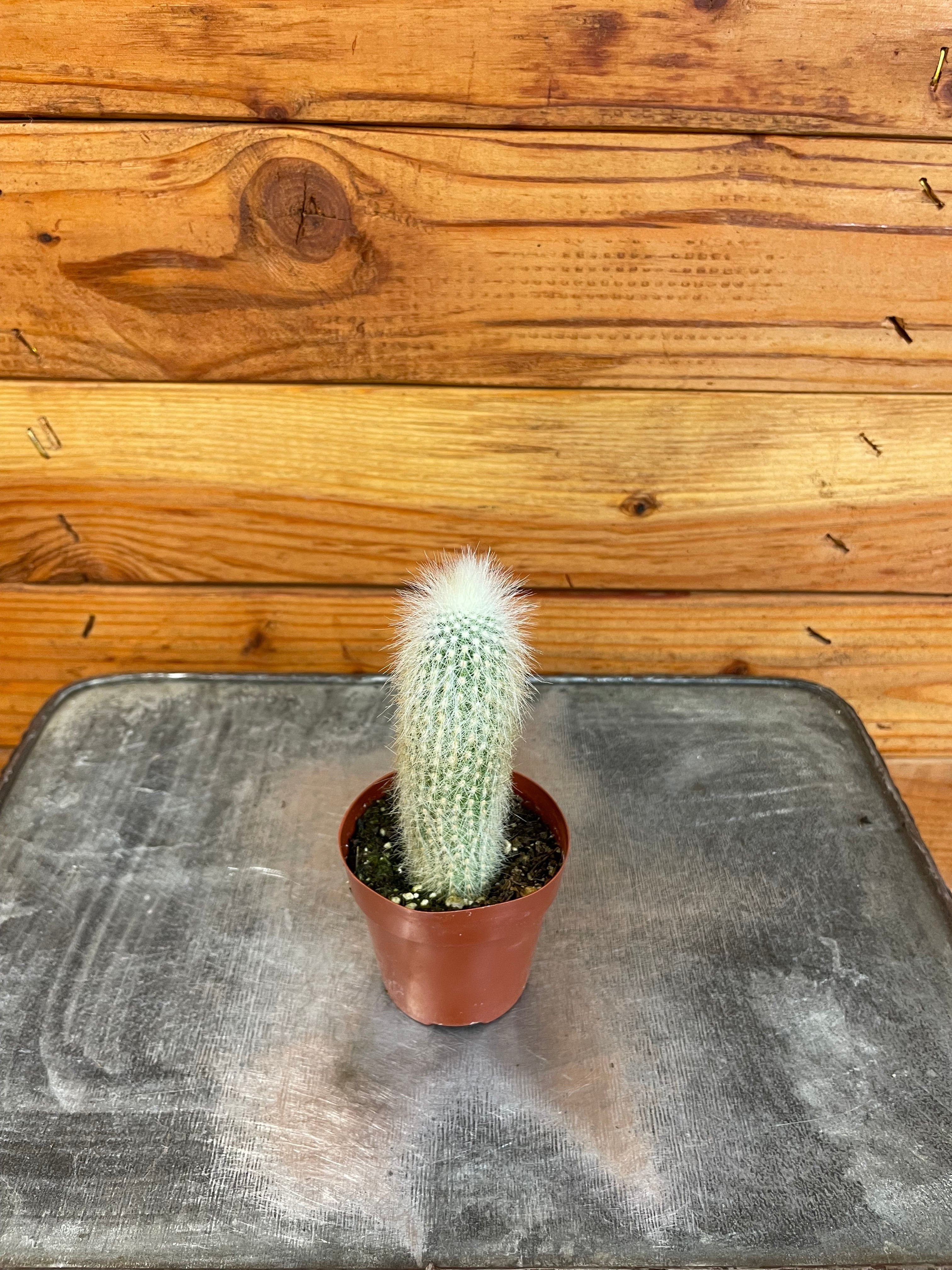 Vatricania Guentheri Cactus, 2" Plant, The Plant Farm - Walmart.com