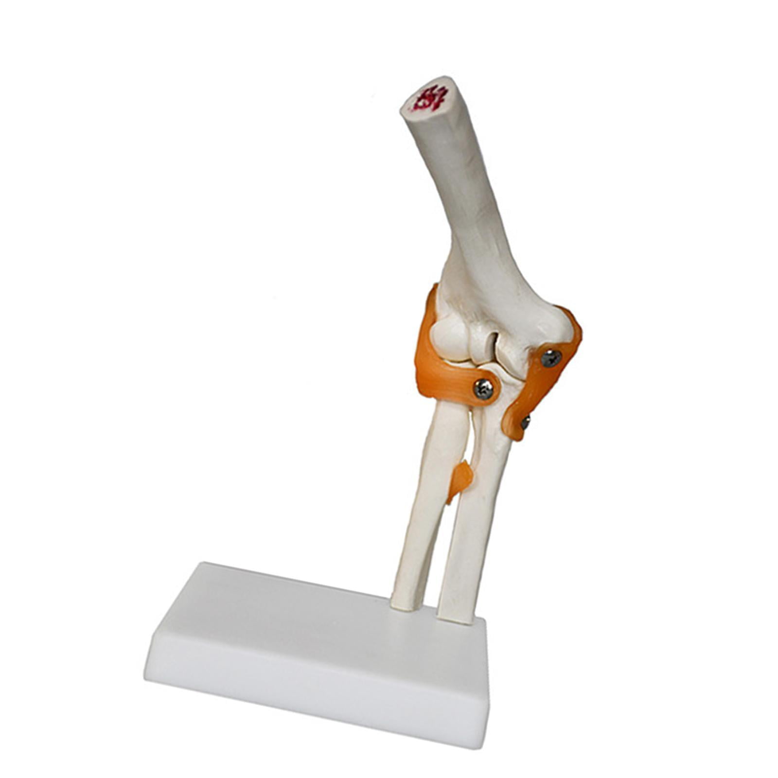 Vaveren Human Elbow Joint Model Educational Lightweight Scientific for ...