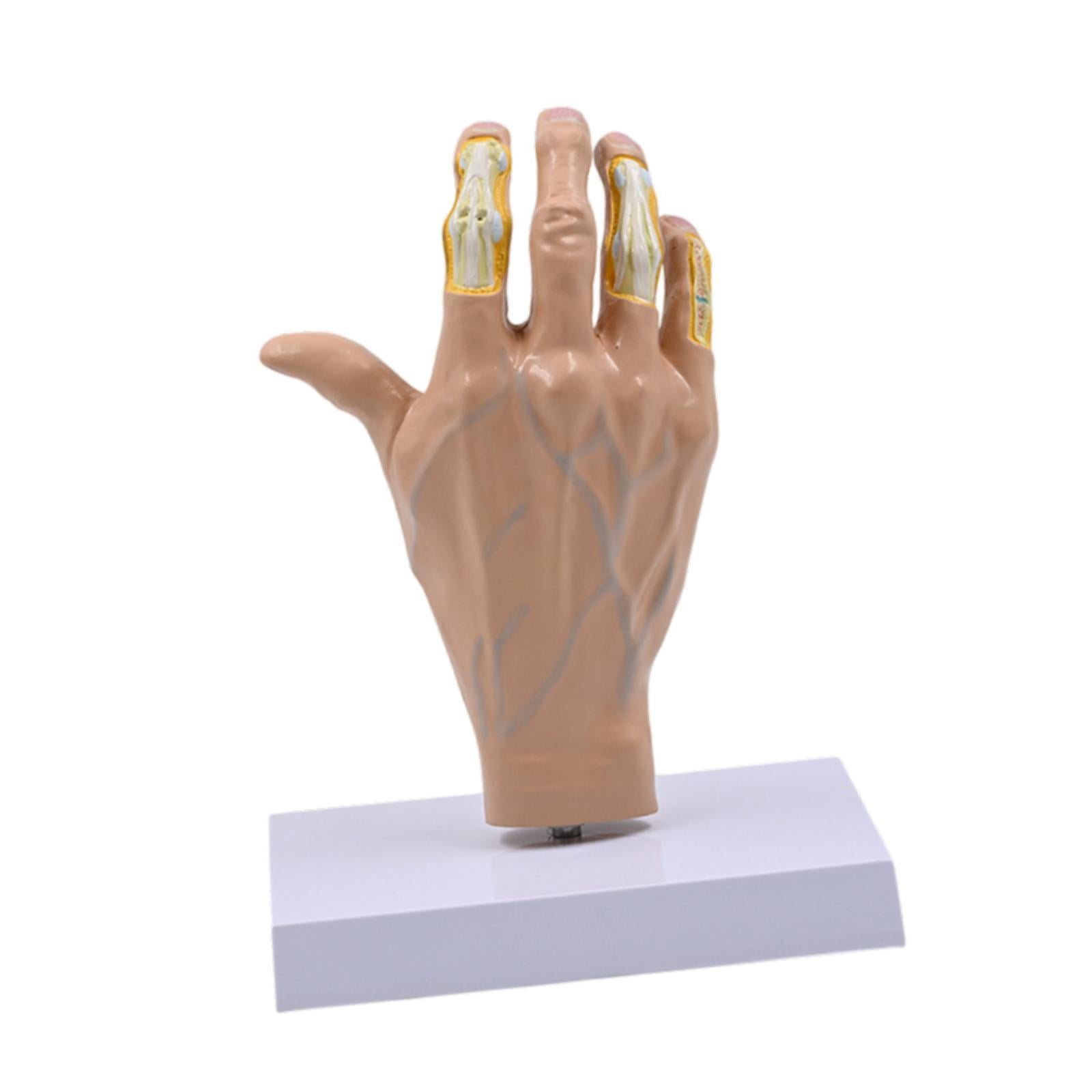 Vaveren Human Hand Model 1:1 Educational Medical Training Skeleton ...