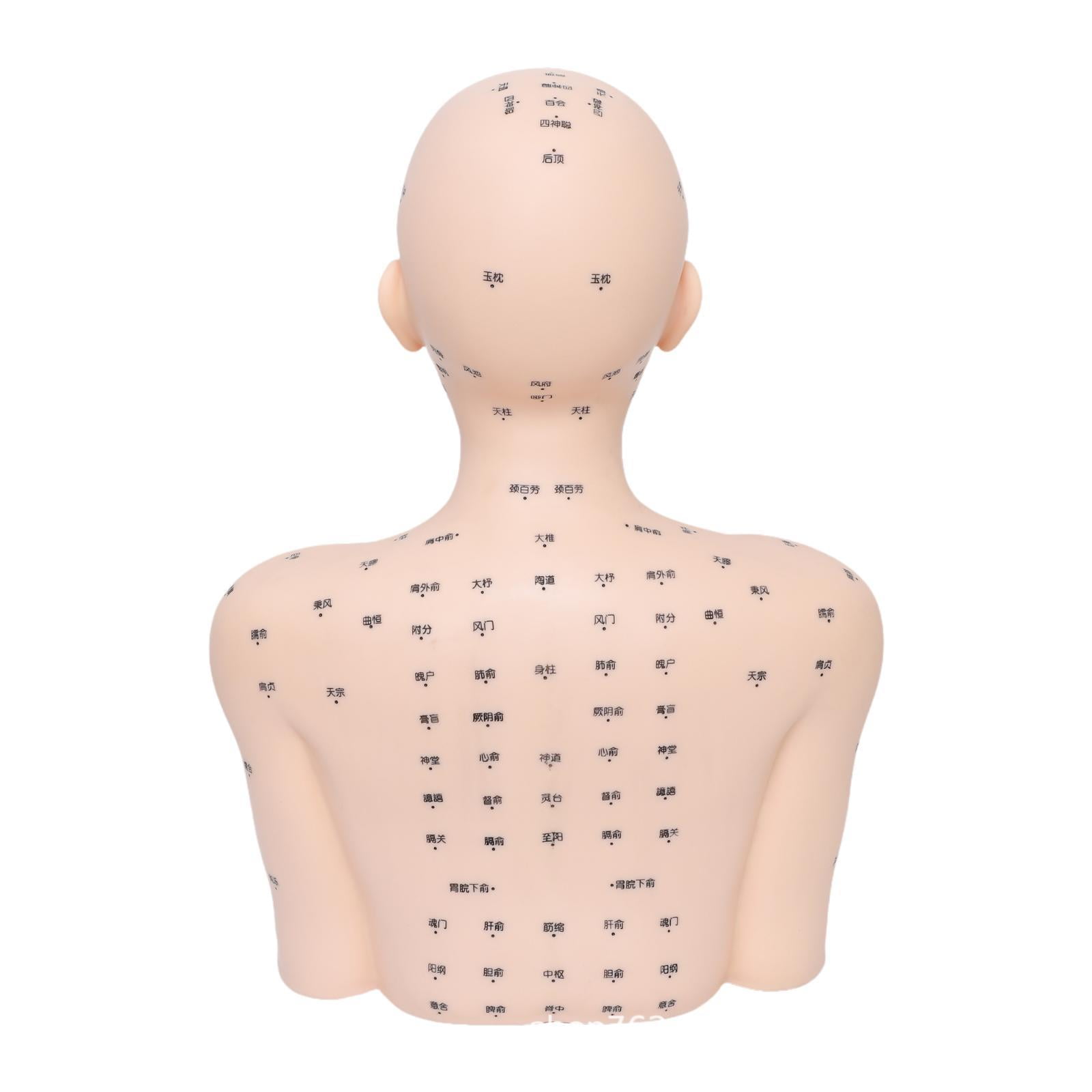 Vaveren Mannequin Head with Shoulders with Acupoint Model for Salons ...