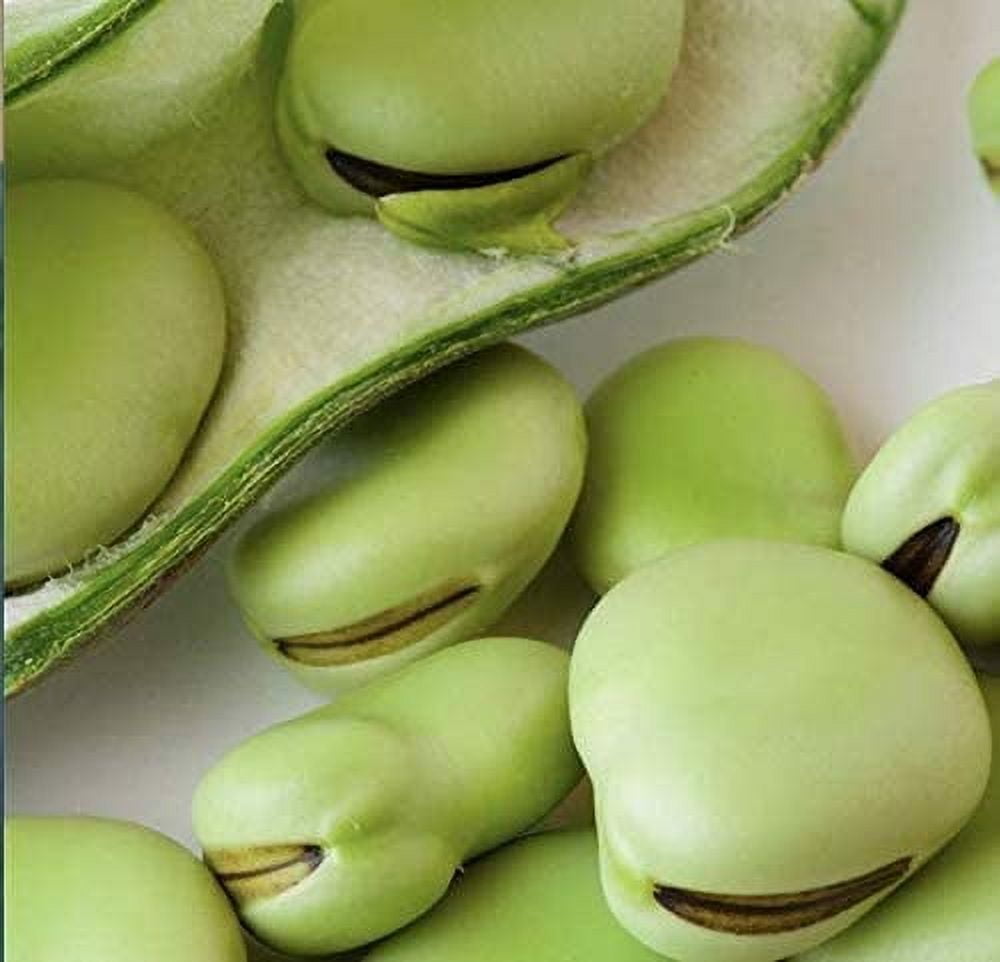 Vegetable Garden Seeds for Planting - Grow Heirloom Vegetables (Fava ...