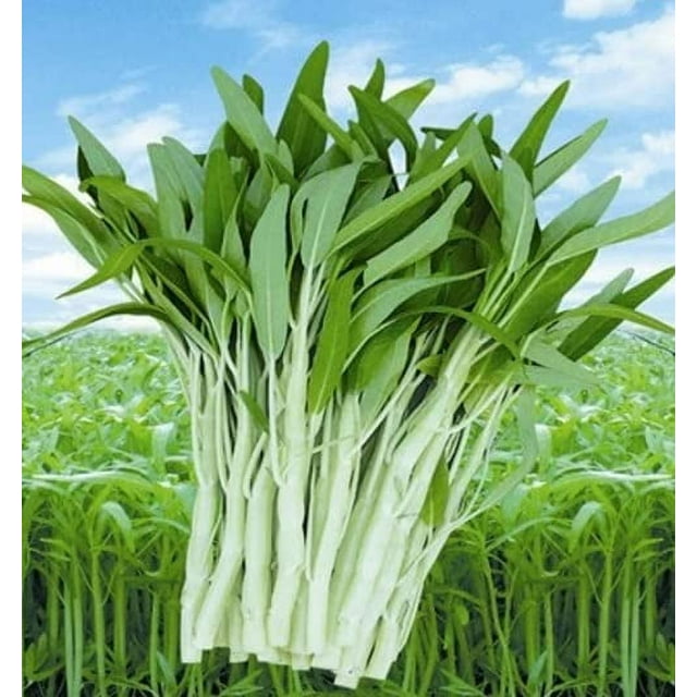 CZ Grain 100 Ong Choy Vegetable Plant Seeds, Heirloom Variety - Walmart.com