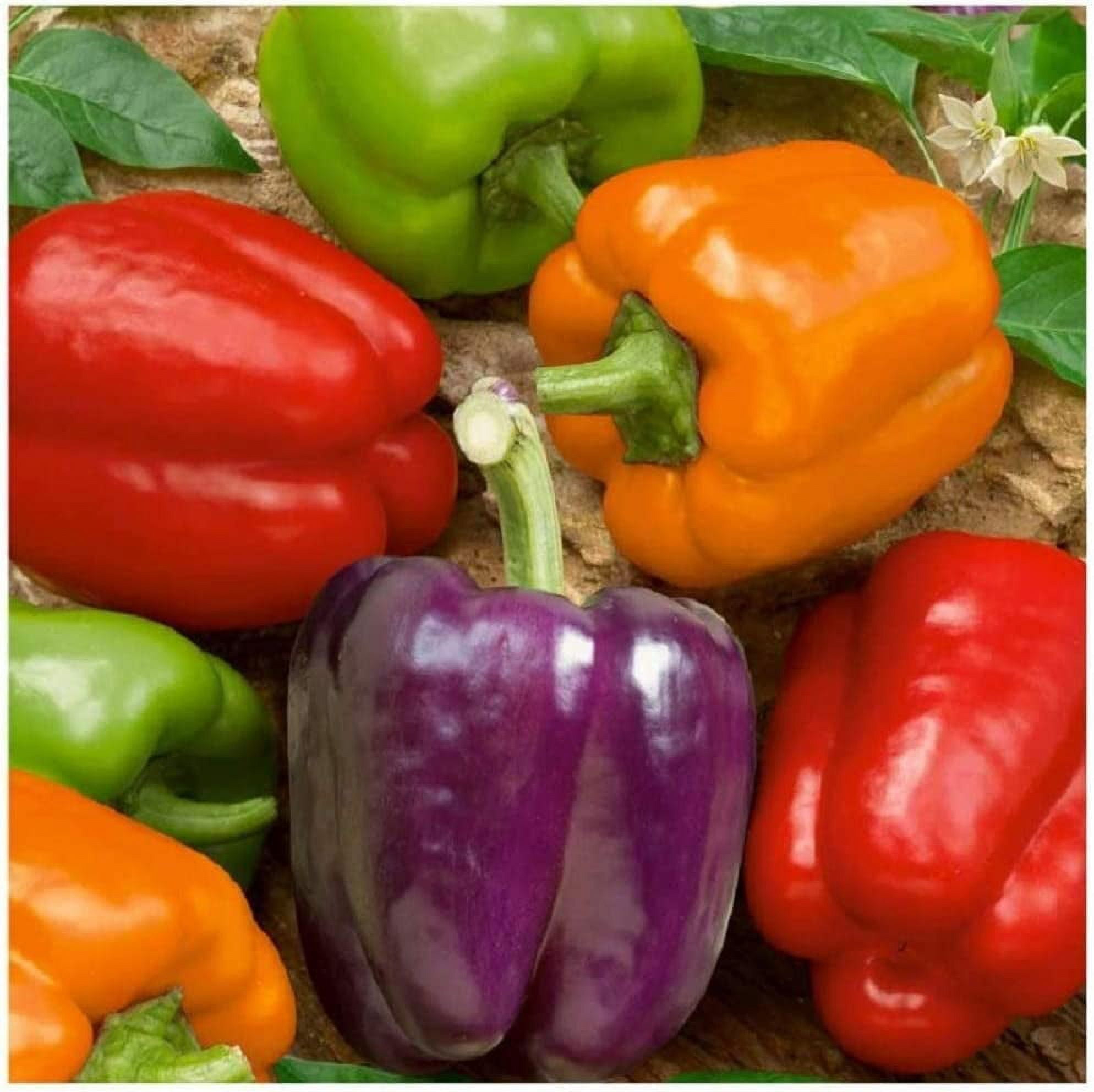 Vegetable Garden Seeds for Planting - Grow Heirloom Vegetables (Rainbow Peppers) - Walmart.com