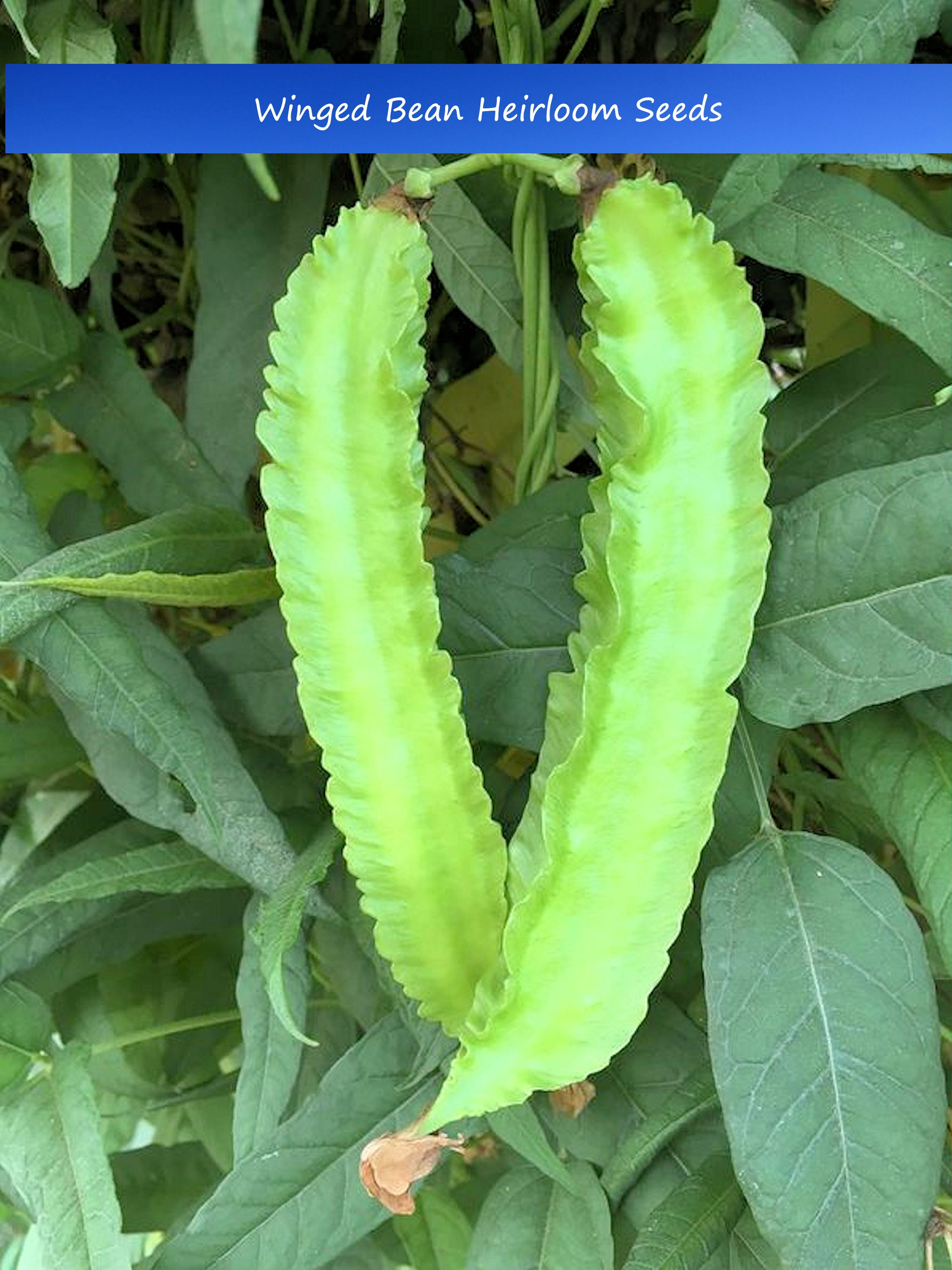 Vegetable SEEDS-10 Rare Winged Bean seeds - Perfect for Trellis ...