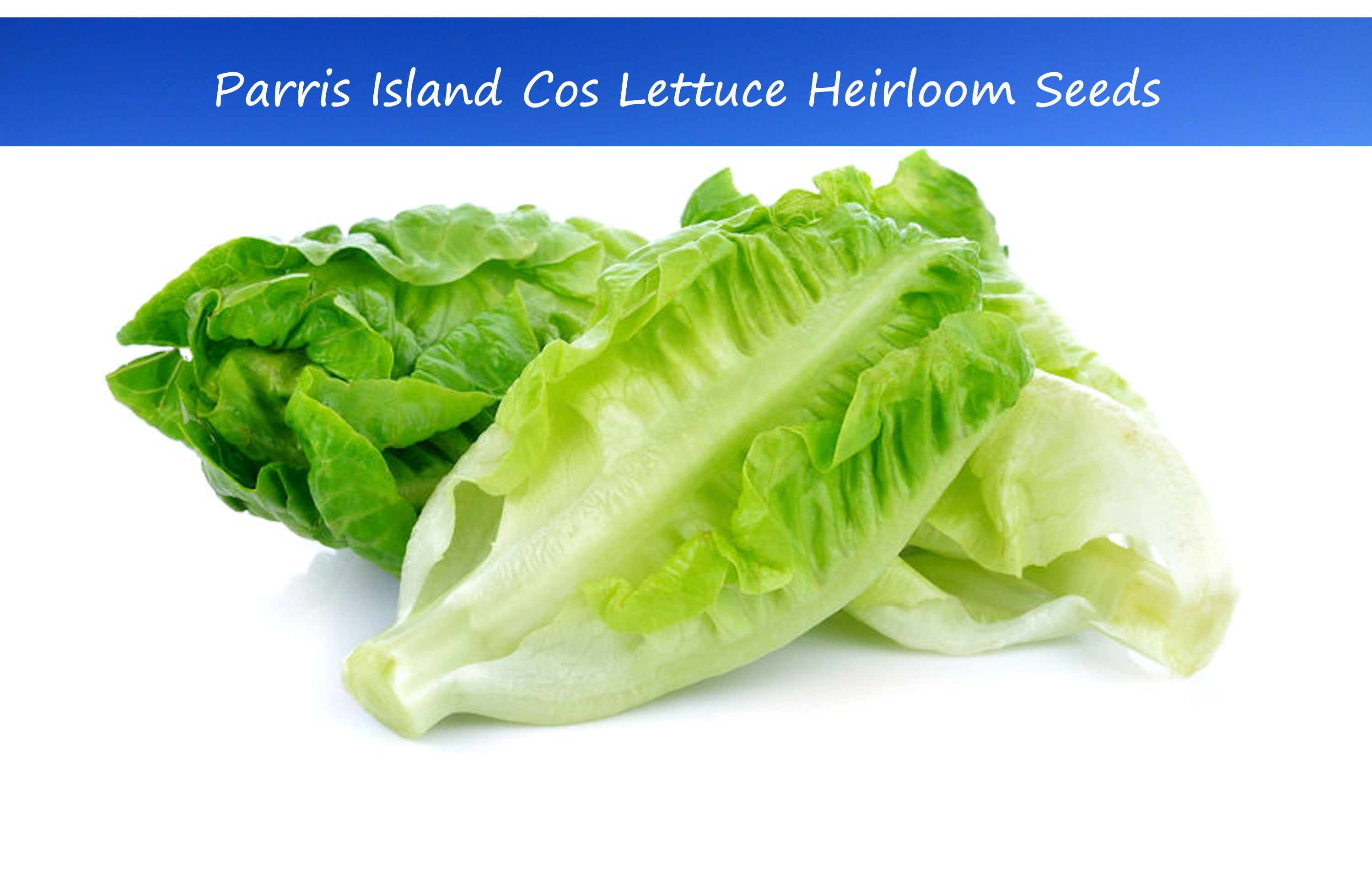 Vegetable SEEDS - - Parris Island Cos Lettuce 250 Seed Pack -Heirloom Romaine Type - Uniform ...