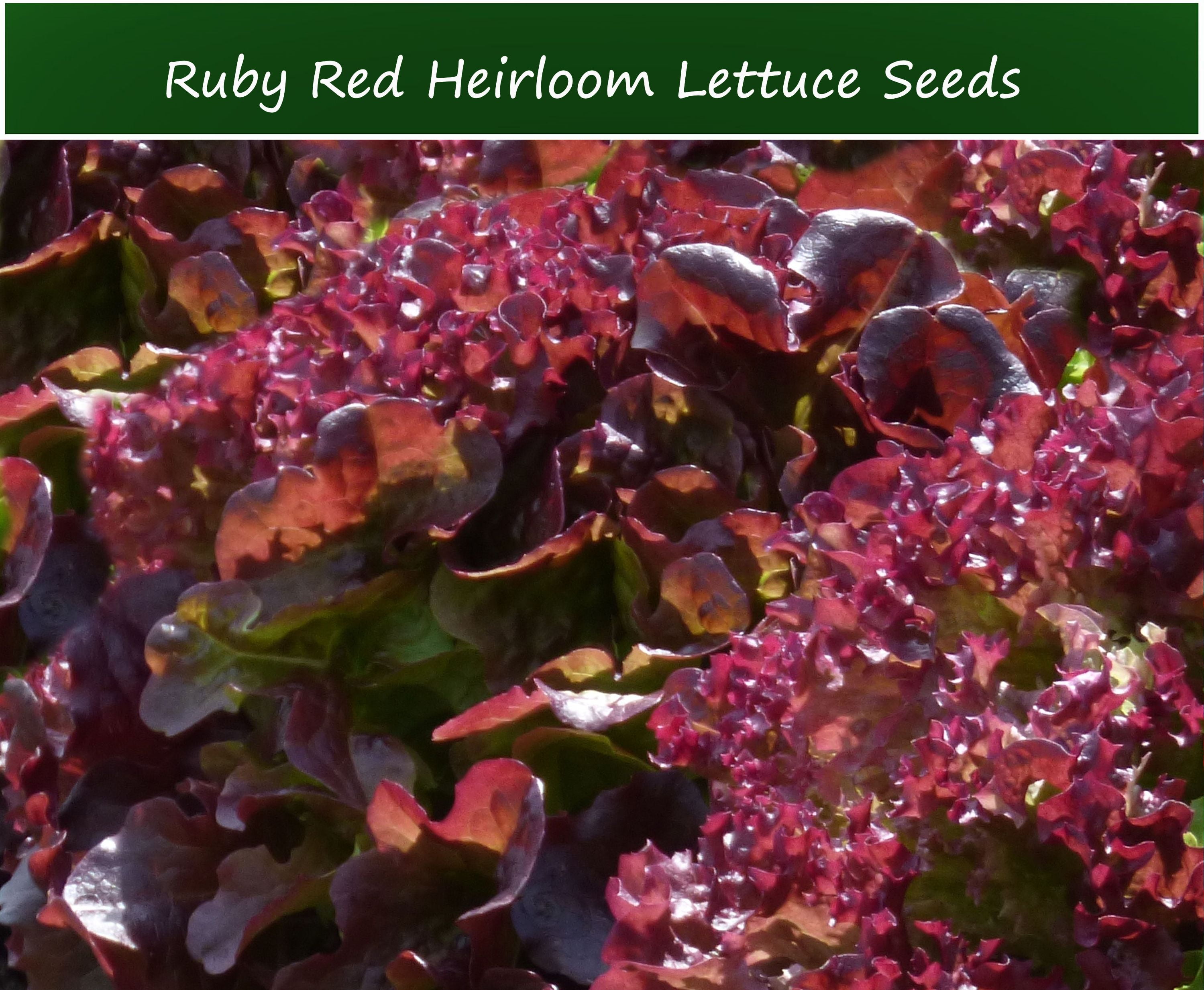 Vegetable SEEDS - Ruby Red Leaf Lettuce -250 Seeds - Colorful ...