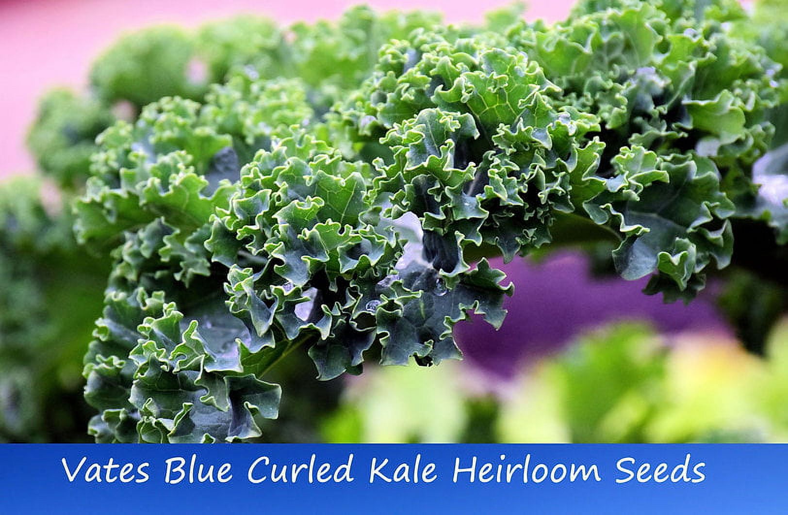 Vegetable SEEDS- -Vates Blue Curled Kale -50 Heirloom Seeds -All ...