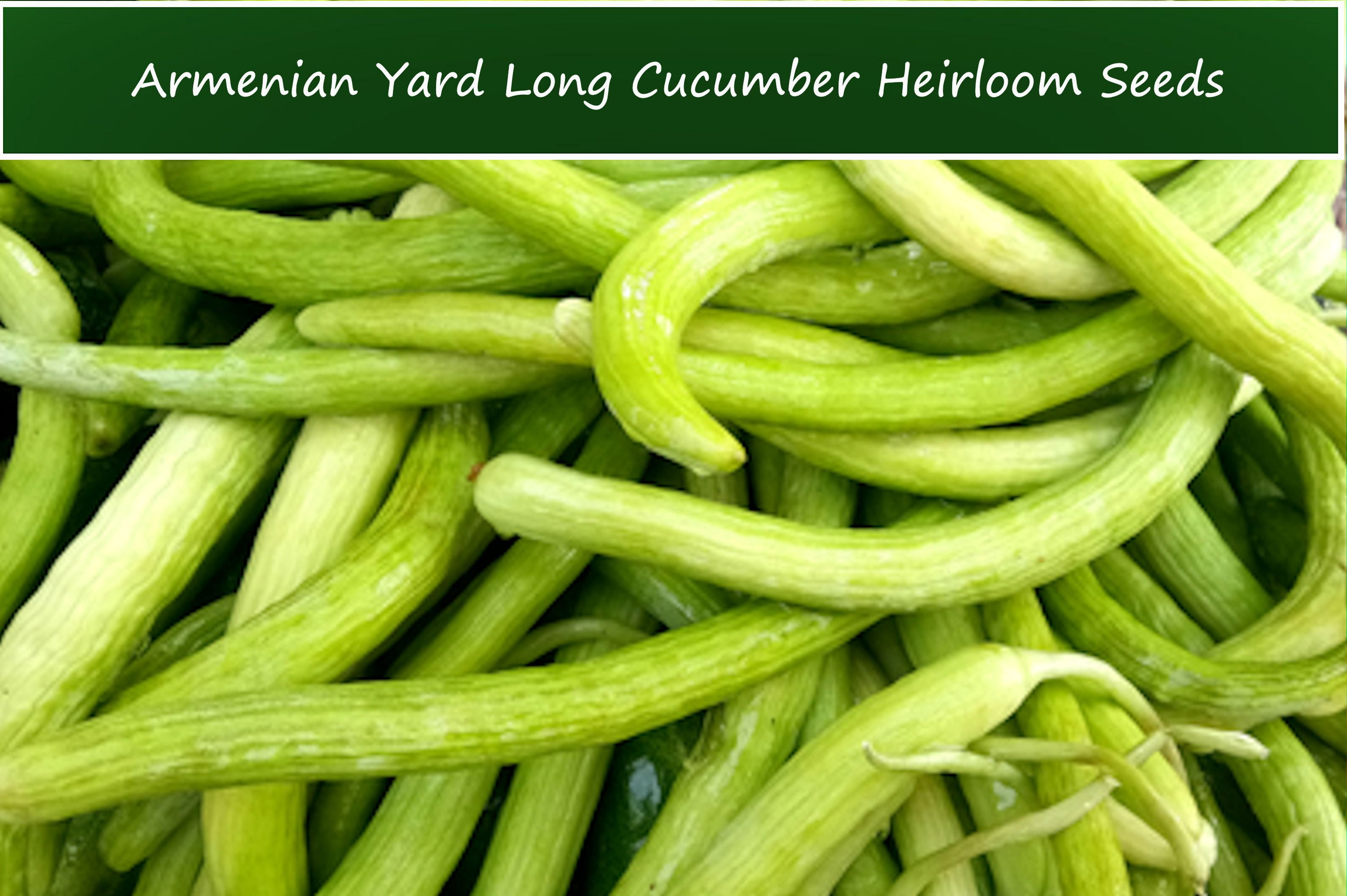 Armenian Yard Long Cucumber Vegetable Seeds - 20 Pack, Sweet, Crunchy - Walmart.com