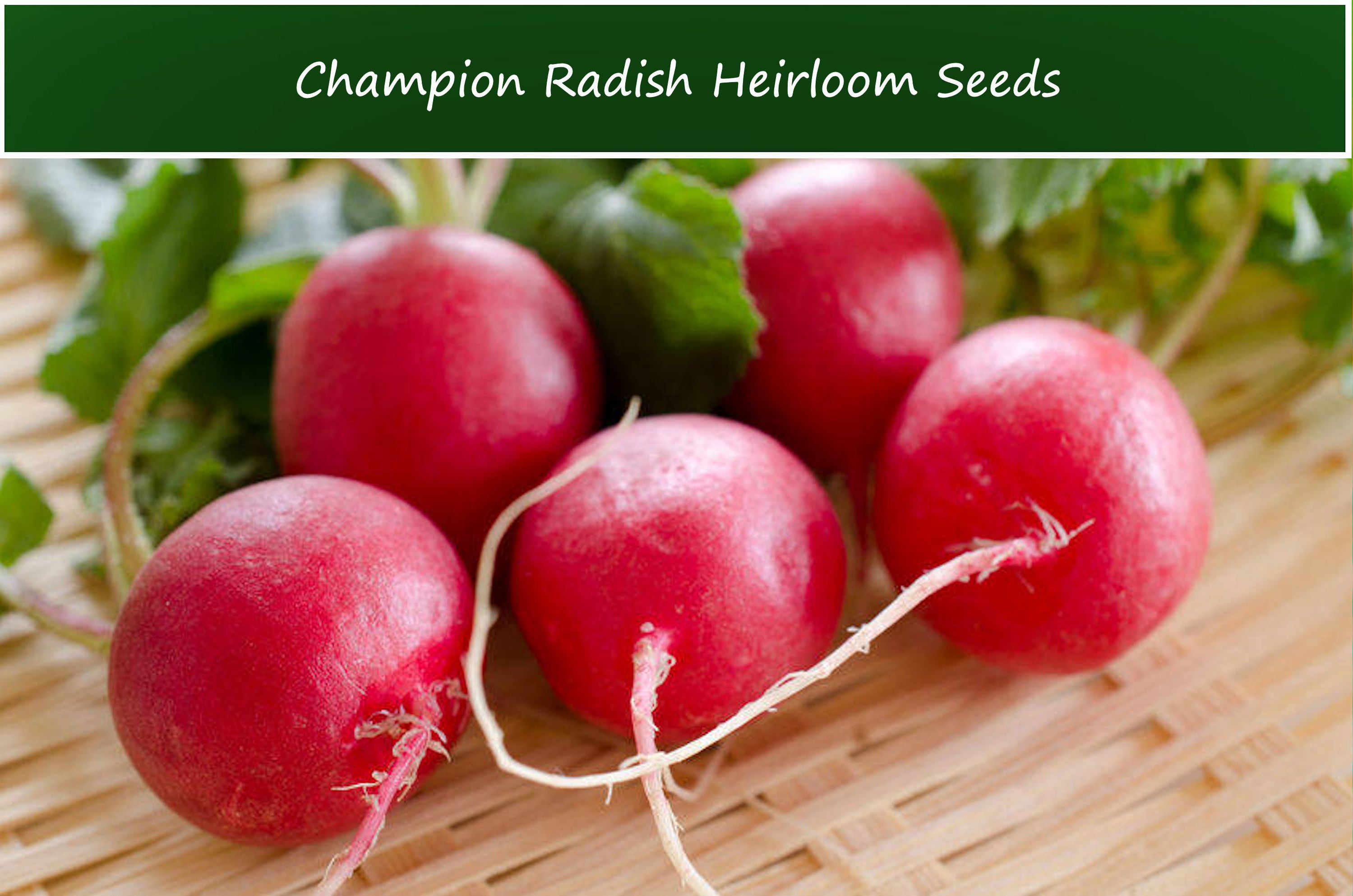 Vegetable Seeds - Champion Radish -100 Seeds --Big red beauties With ...