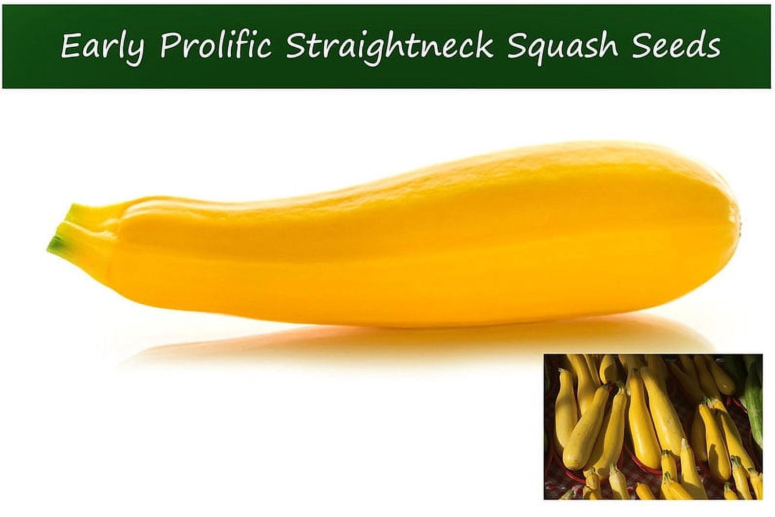 Vegetable Seeds-Early Prolific Straightneck Summer Squash- 20 Heirloom ...