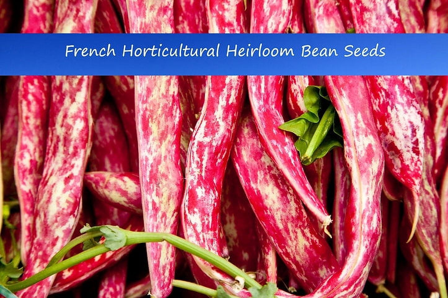 Vegetable Seeds-French Horticultural Beans -30 Seeds-Taylors Dwarf Dry ...