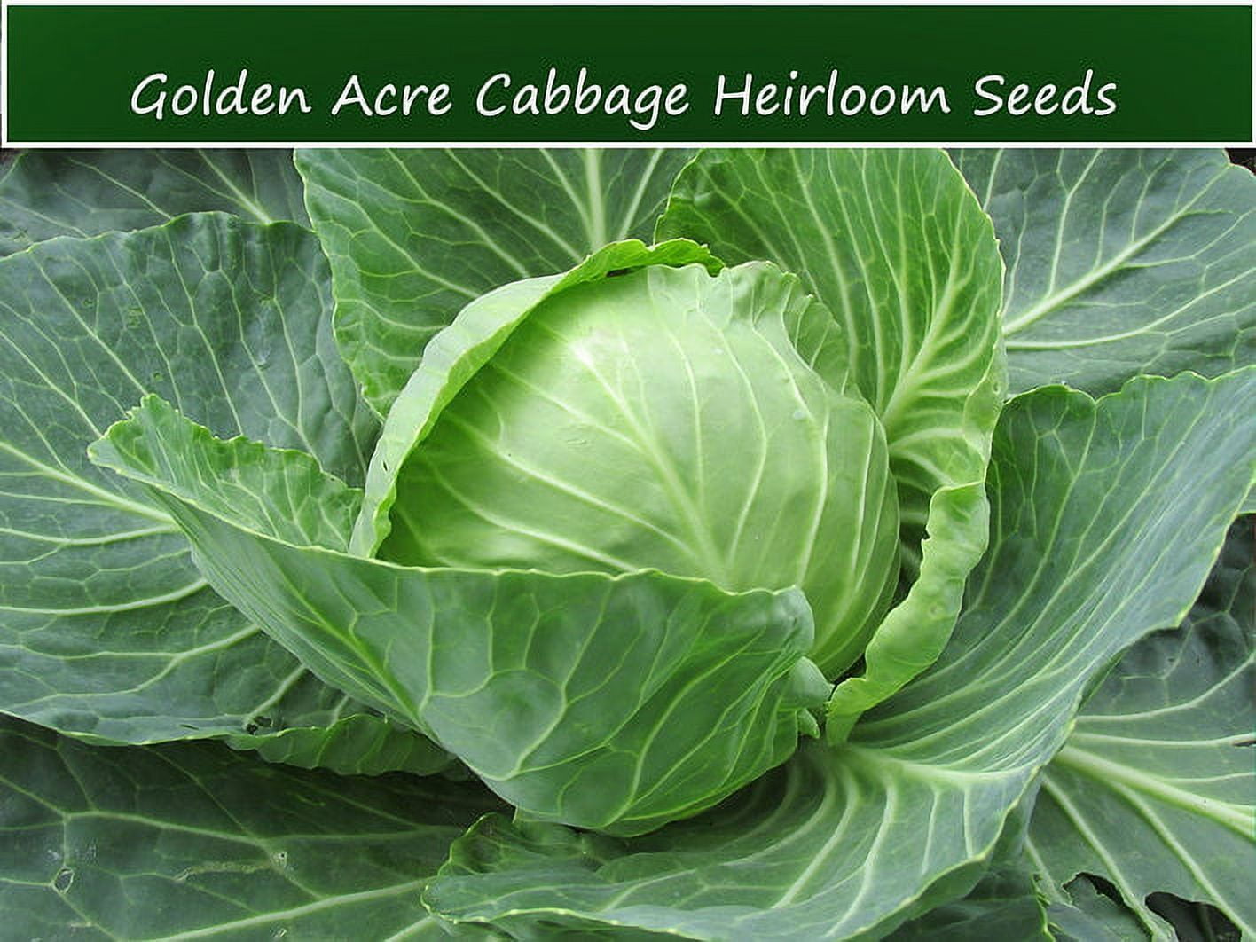 Vegetable Seeds-Golden Acre Cabbage-100 Heirloom Seeds- Beautifully ...