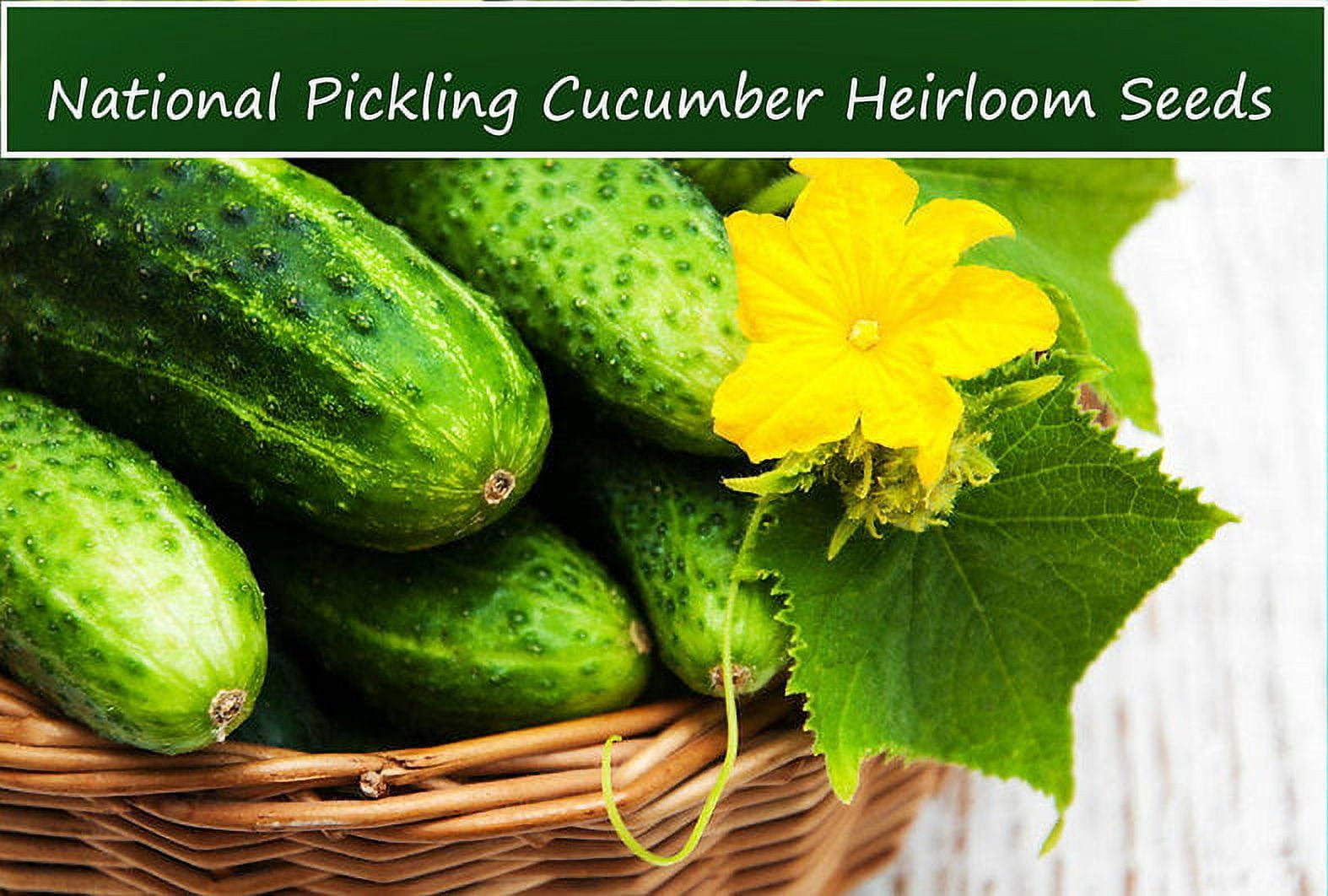 Vegetable Seeds - National Pickling Cucumber- 20 Heirloom seeds -All ...