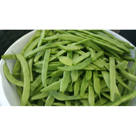 Vegetable Seeds -Roma II Bush Bean-25 Seeds- Garden Vegetable Flat Bean ...
