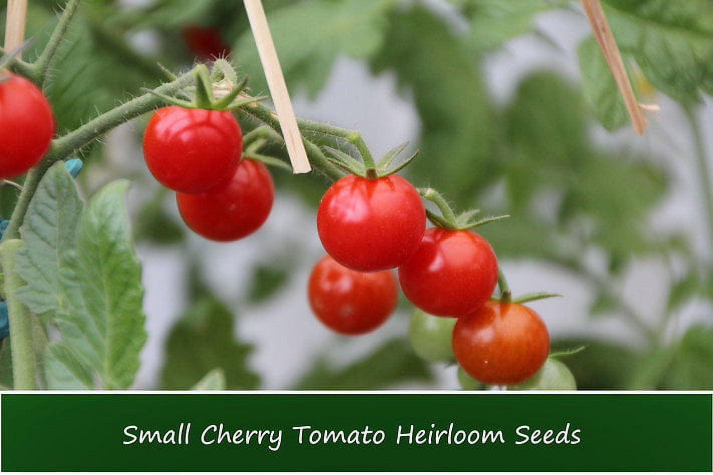 Vegetable Seeds -Small Cherry Tomato- 20 Seeds--Good for Sauce and ...