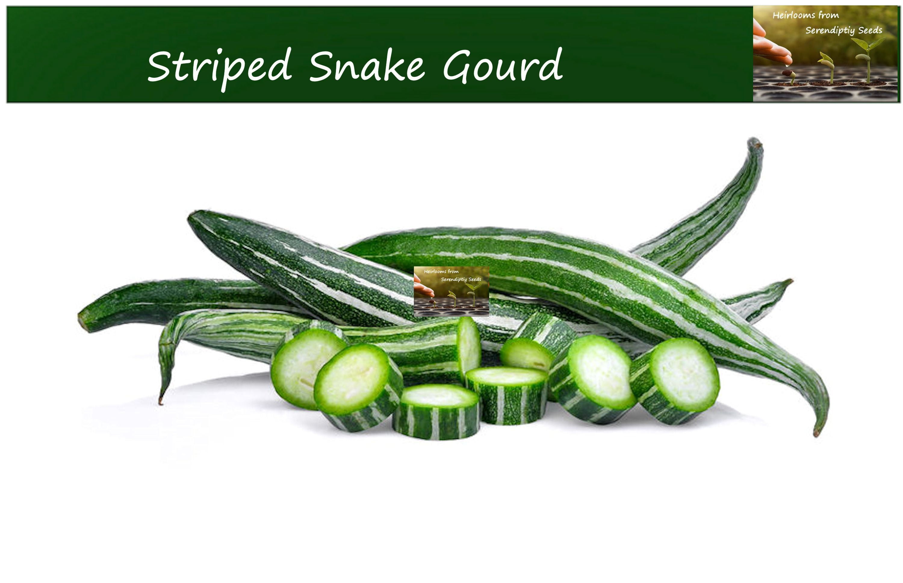 Vegetable Seeds -Snake Gourd- 5 Seeds -VERY RARE- Vine -ground cover ...