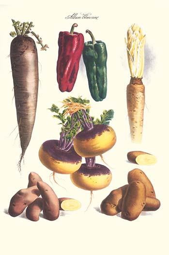 Vegetables; Bell peppers, turnips, potato, bok choy & tubers-Fine Art ...