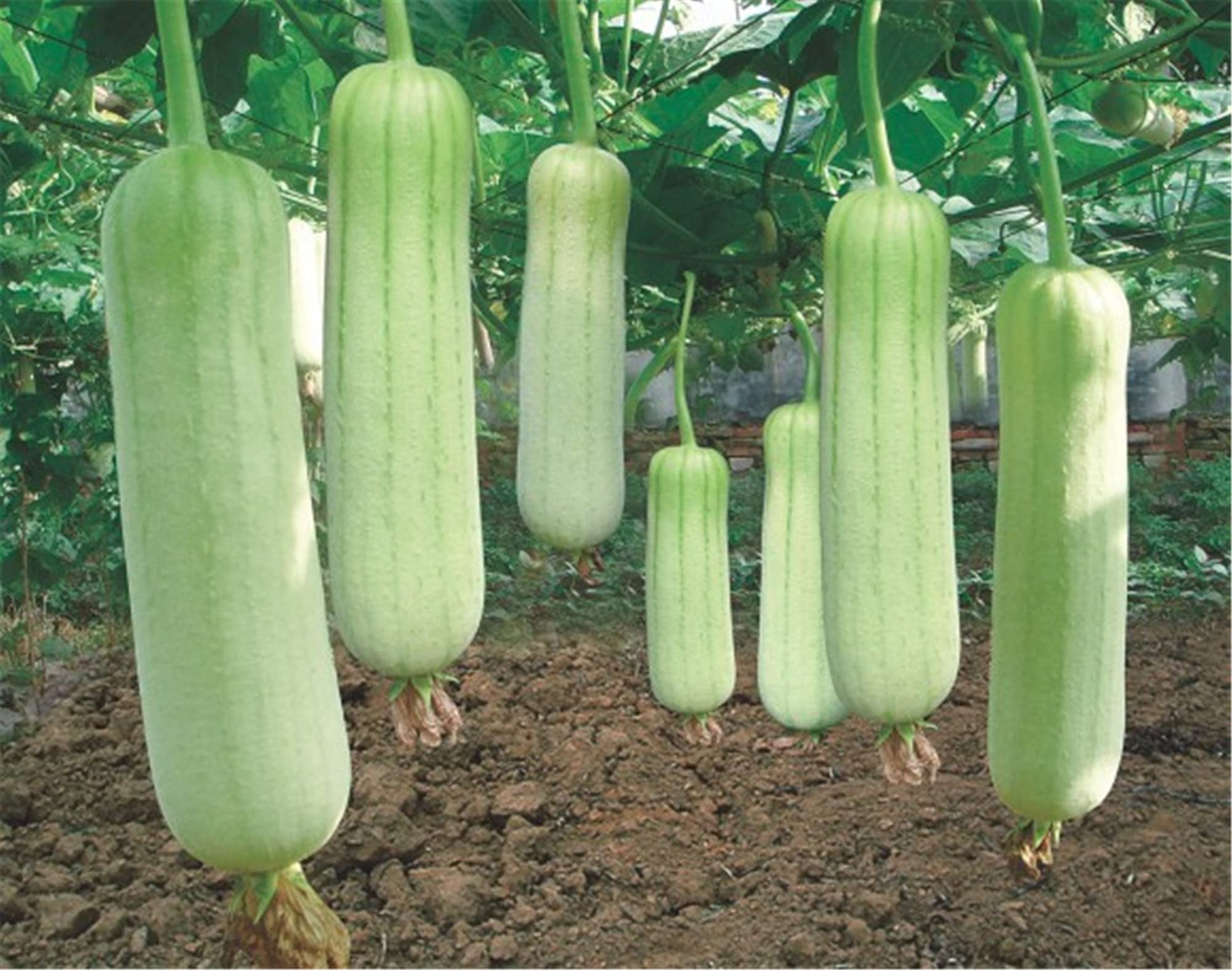 Vegetables Seeds Garden Plants Luffa cylindrica Loofah Seeds 20+ Pcs ...