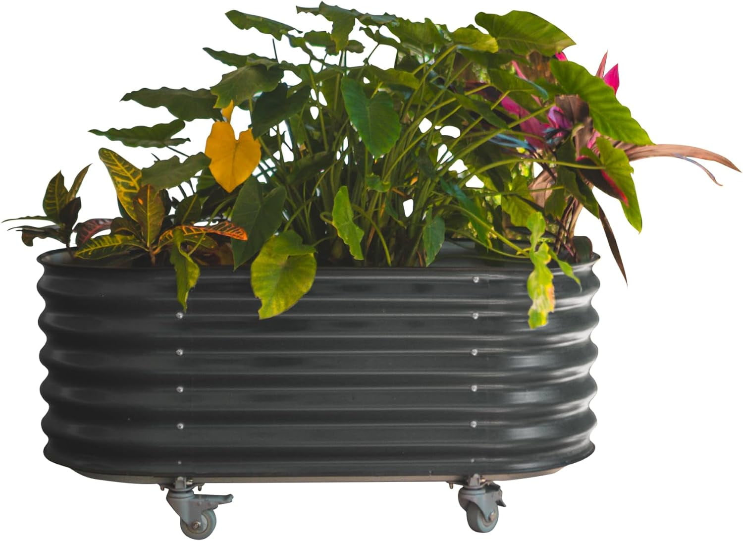 Vego Garden 2 x 4 ft Self-Watering Rolling Planter Raised Gardening Bed ...